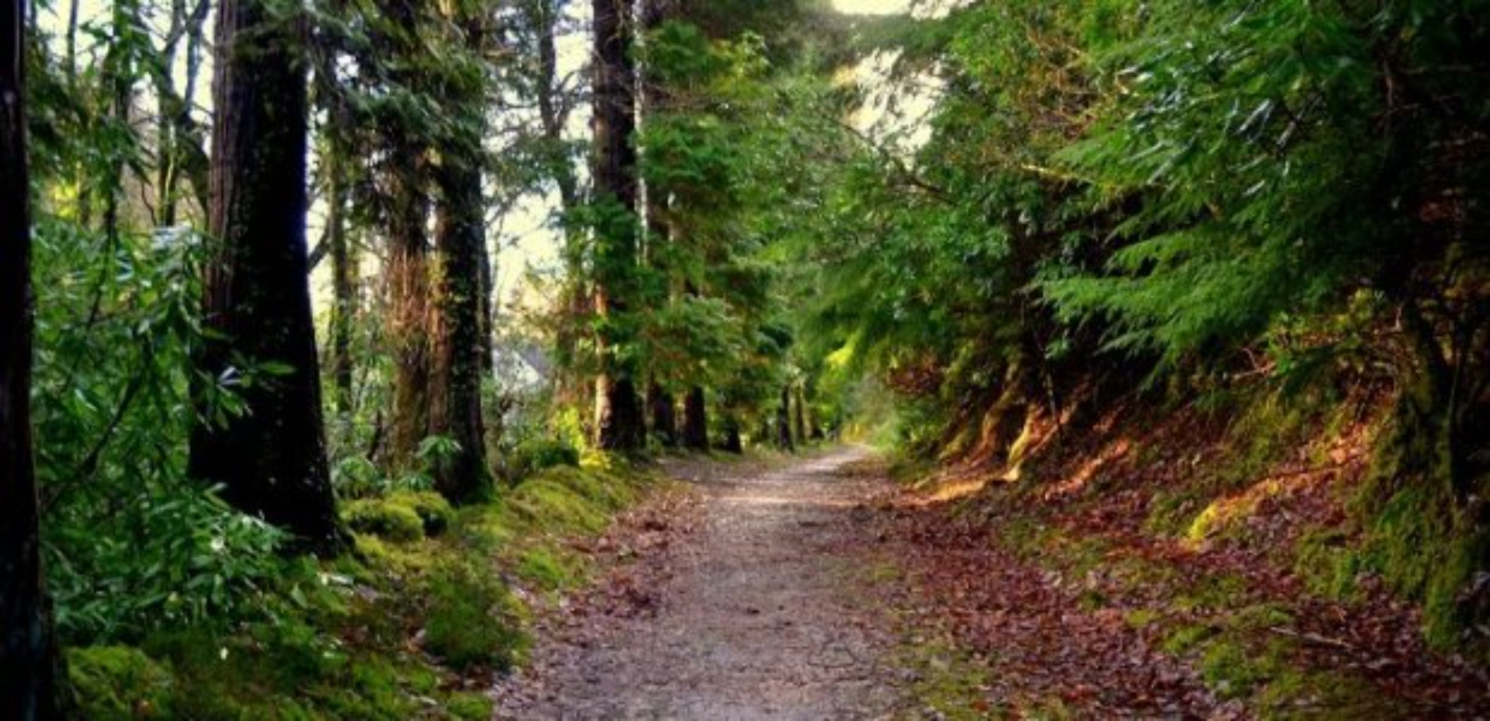 Pike Wood – Killarney - Destination Killarney