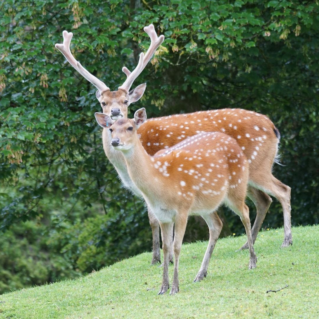 DK Wildlife Sika Deer - Destination Killarney